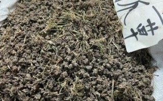 猫爪草长什么样_猫爪草图片怎么辨别真假