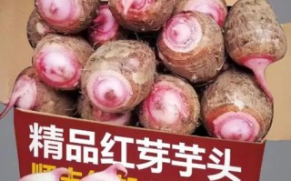芋艿是什么东西_芋艿和芋头区别