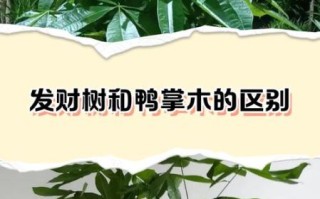 鹅掌柴为什么叫发财树_发财树和鹅掌柴的区别