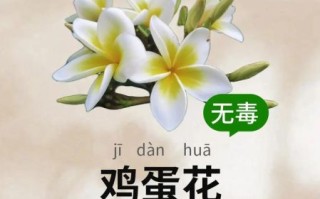 鸡蛋花有什么功效与禁忌_孕妇能吃吗