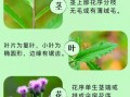 刺儿菜的功效与作用_刺儿菜图片长什么样