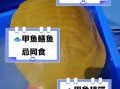 吃甲鱼会不会影响运气_甲鱼风水禁忌