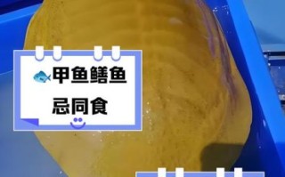 吃甲鱼会不会影响运气_甲鱼风水禁忌