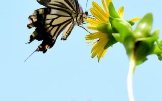 蝴蝶图片大全大图_如何拍摄高清蝴蝶照片