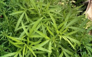 芦蒿的营养价值及功效_芦蒿怎么吃最营养