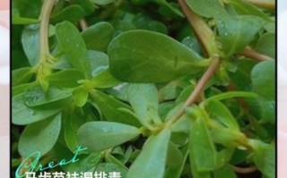 马齿苋的功效与作用_马齿苋怎么吃最养生