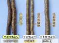 淮山药和铁棍山药哪个健脾效果好_区别与吃法