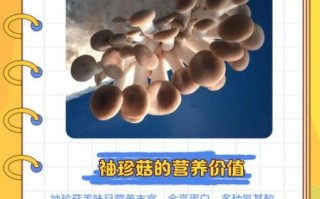 袖珍菇的功效与作用_袖珍菇怎么吃最营养