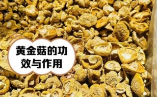 野生黄金菇图片_如何辨别真假