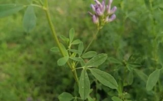 紫花苜蓿一亩几斤种子_播种量怎么算