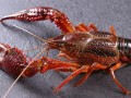 活小龙虾图片大全大图_高清实拍细节怎么看