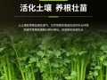 芹菜怎么施肥_芹菜种植技术与管理
