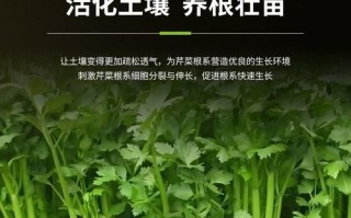 芹菜怎么施肥_芹菜种植技术与管理