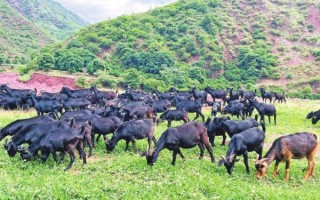 龙虾养殖技术_龙虾养殖需要什么条件