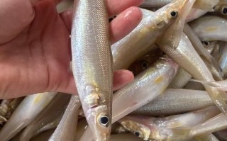 沙丁鱼价格多少钱一斤_最新批发零售行情