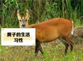 麂子是什么动物_麂子是国家几级保护动物