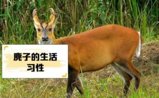 麂子是什么动物_麂子是国家几级保护动物
