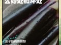 茄子营养价值及功效作用_吃茄子能降血压吗