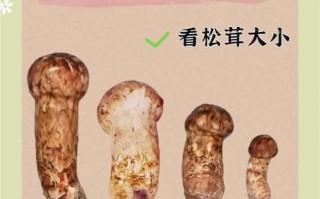鲜松茸的功效与作用_怎么吃最营养