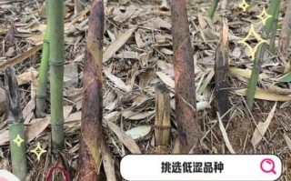 新鲜竹笋怎么做好吃不苦_竹笋去涩味技巧