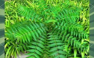 臭椿树根能治什么病_臭椿树根怎么用