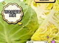 甘蓝的功效与作用_甘蓝怎么吃最健康