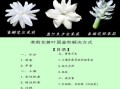 茉莉花图片真实照片_如何辨别真假