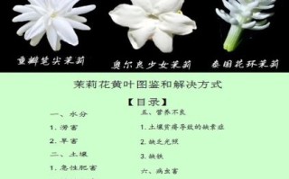 茉莉花图片真实照片_如何辨别真假