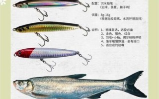 翘嘴鱼怎么钓_翘嘴鱼最佳饵料