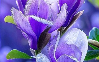 春天有哪些花_春天开的花有哪些