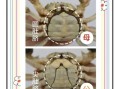 大闸蟹公母怎么区分_大闸蟹公母图片对比