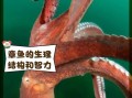 章鱼智商相当于人几岁_章鱼有多聪明