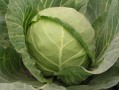 甘蓝菜科有哪些_甘蓝菜科常见品种