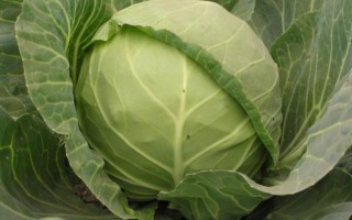 甘蓝菜科有哪些_甘蓝菜科常见品种