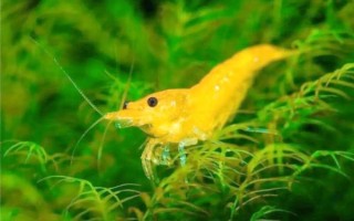 黄金米虾怎么养_黄金米虾繁殖技巧