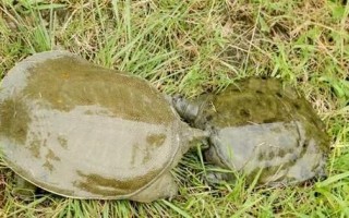 甲鱼养殖成本利润分析_甲鱼养殖一亩赚多少钱