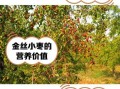 金丝小枣的功效与作用_金丝小枣多少钱一斤