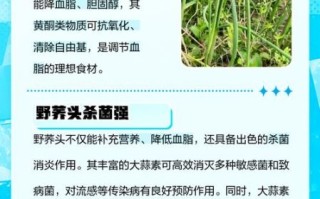 荞头是什么_荞头的功效与作用