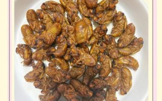 炒知了猴怎么做_知了猴怎么炒才酥脆