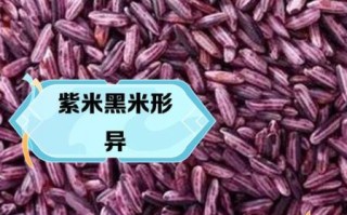 黑米和紫米的区别_哪个更补血