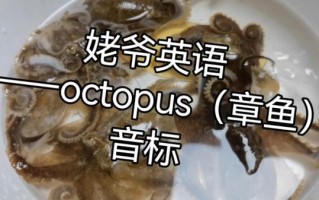 章鱼英语怎么读音_章鱼英语发音技巧