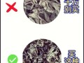 野生木耳有毒吗_怎么分辨