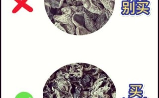 野生木耳有毒吗_怎么分辨