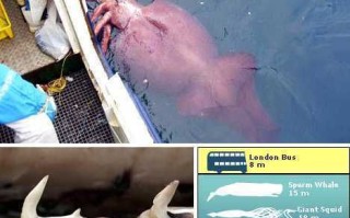 大王酸浆鱿有多大_大王酸浆鱿最大个体记录