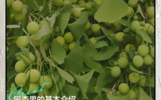 银杏白果怎么吃法_银杏白果的正确吃法