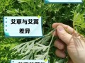 野艾蒿和艾草的区别_野艾蒿可以当艾草用吗
