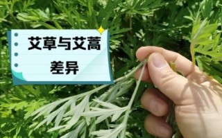 野艾蒿和艾草的区别_野艾蒿可以当艾草用吗