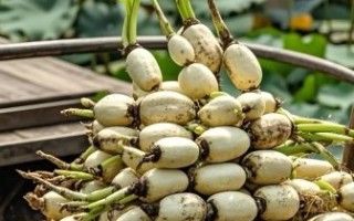 莲藕什么时候种最合适_莲藕种植方法步骤