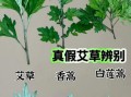 田艾草图片_如何辨别真假田艾草
