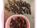 活龙虾怎么保存_活龙虾图片怎么看新鲜度